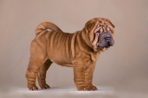 Shar-pei - Raças de Cachorro