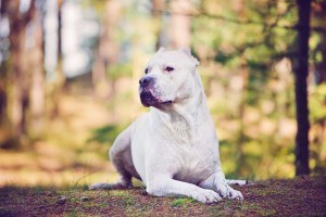 Dogo Argentino - Raças de Cachorro