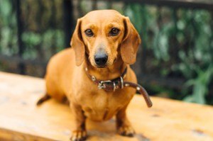 Dachshund - Raças de Cachorro