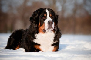 Bernese Mountain Dog - Raças de Cachorro